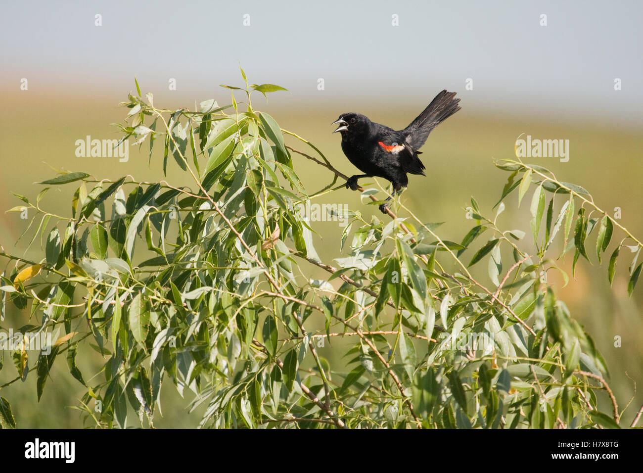Red-winged Blackbird (Agelaius phoeniceus) male calling, South Dakota ...