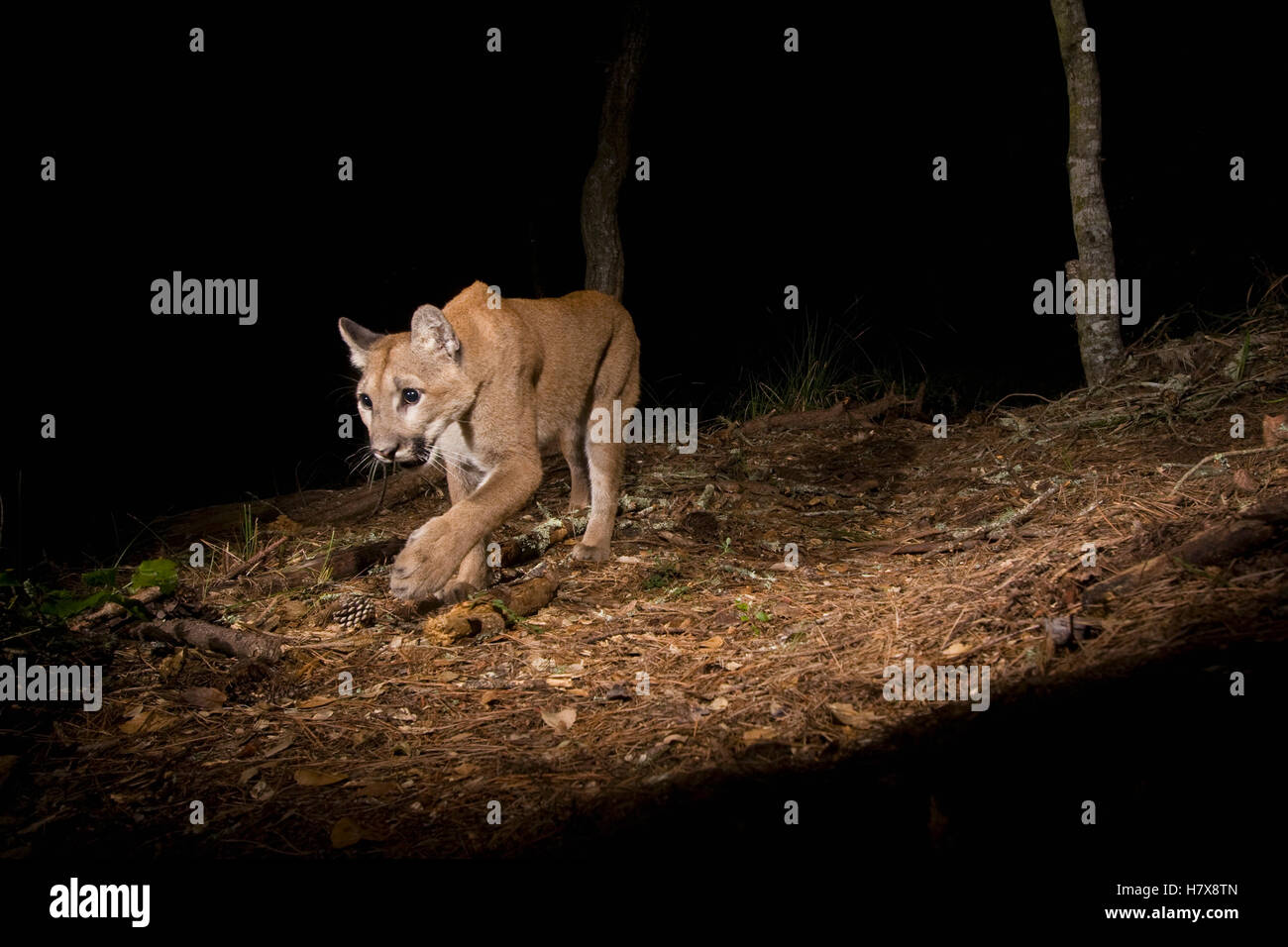 Mountain Lion (Puma concolor) wild juvenile walking at night, Aptos ...