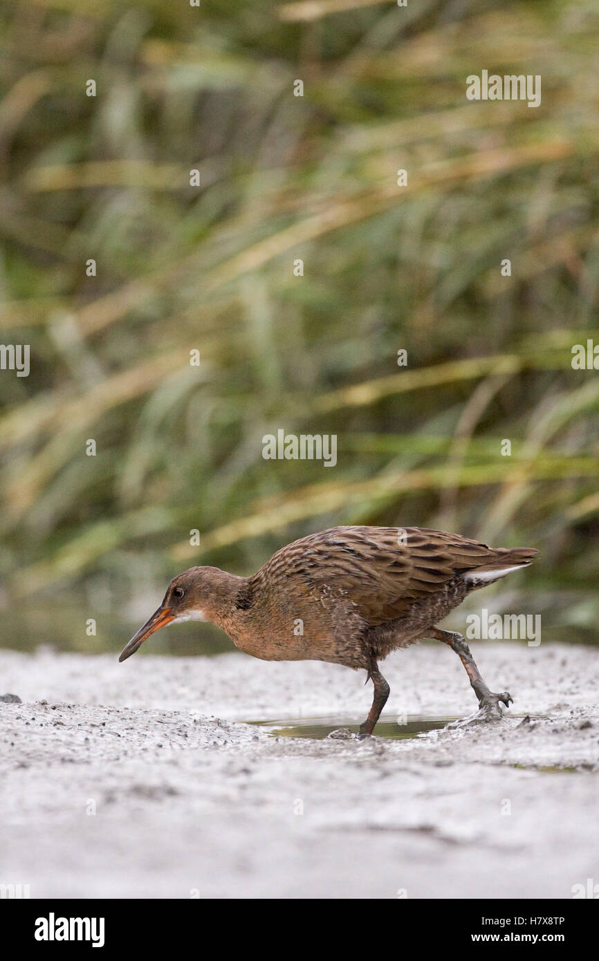 California Clapper Rail (Rallus longirostris obsoletus) foraging in ...