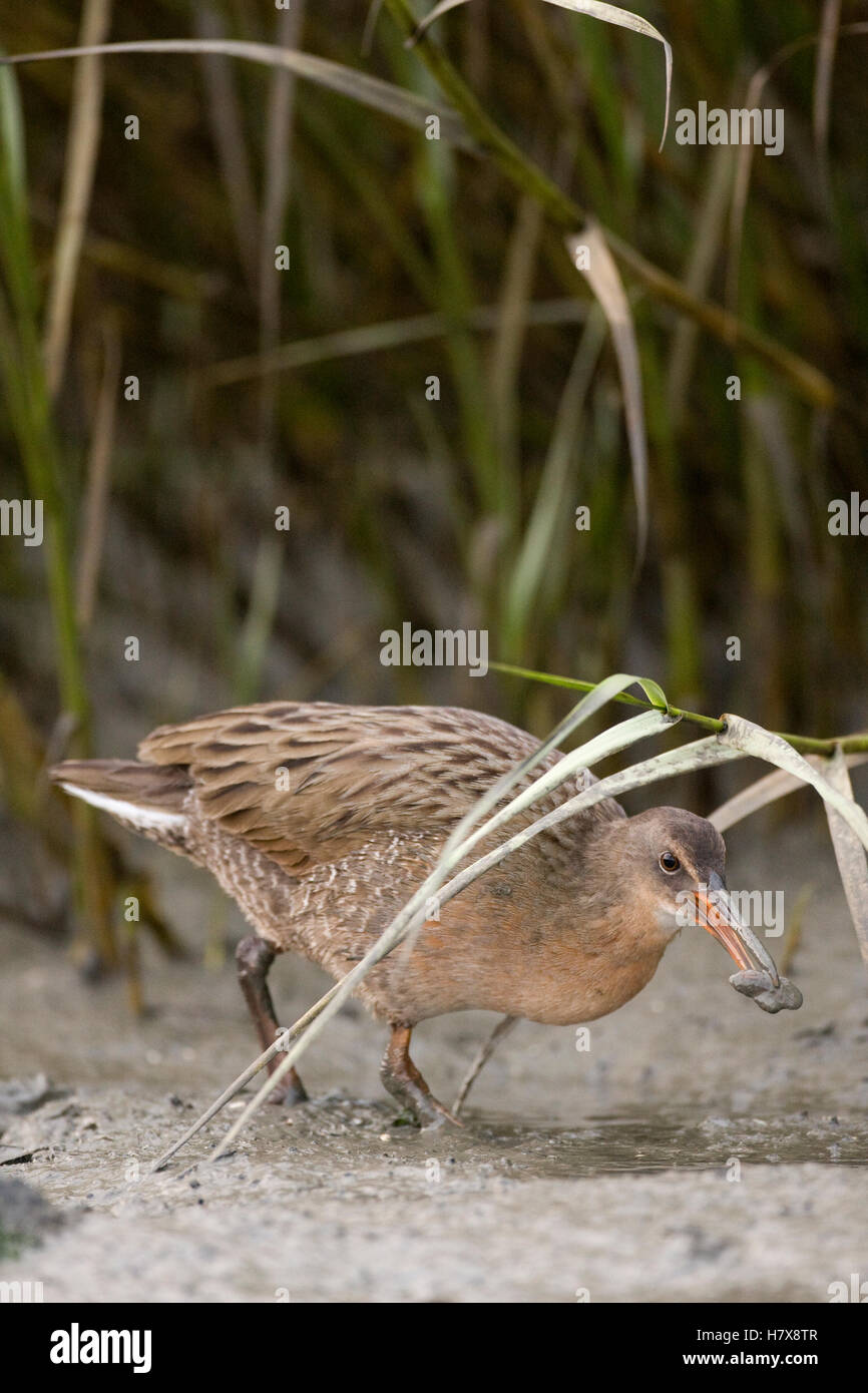 California Clapper Rail (Rallus longirostris obsoletus) feeding on ...