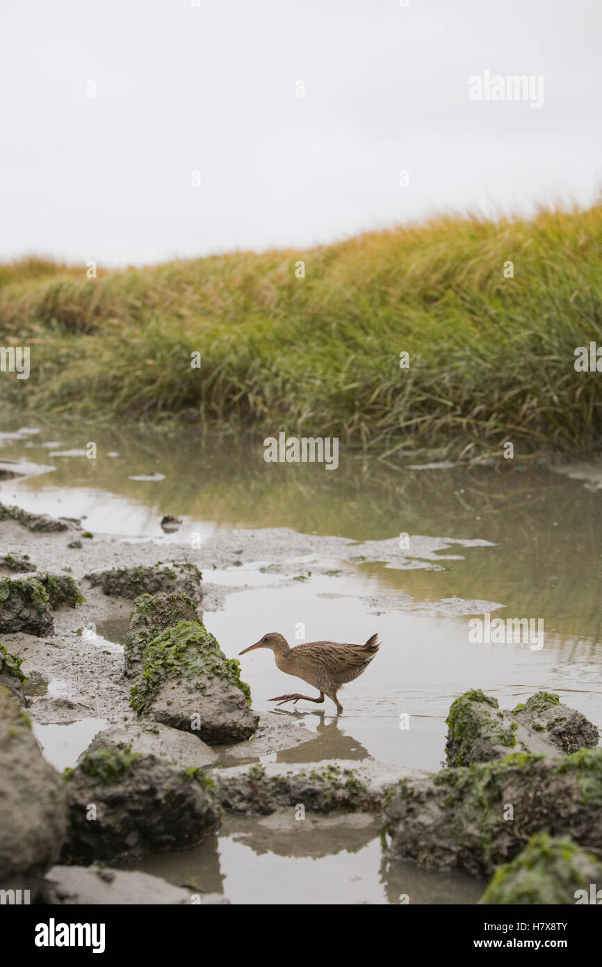 California Clapper Rail (Rallus longirostris obsoletus) crossing tidal ...