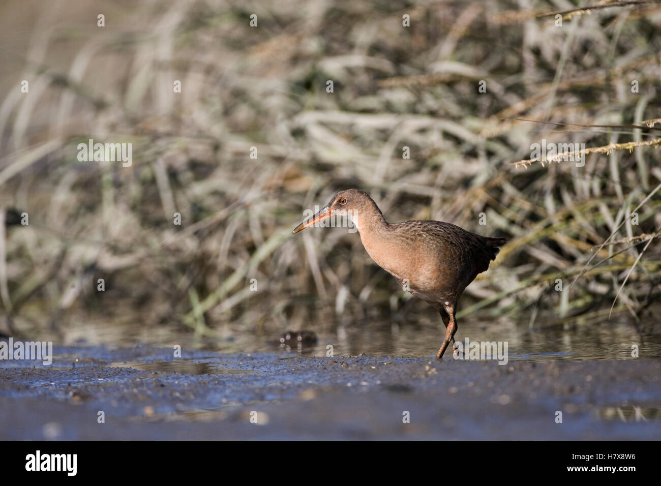 California Clapper Rail (Rallus longirostris obsoletus) in tidal ...