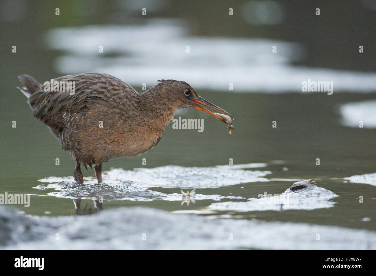 California Clapper Rail (Rallus longirostris obsoletus) feeding in ...