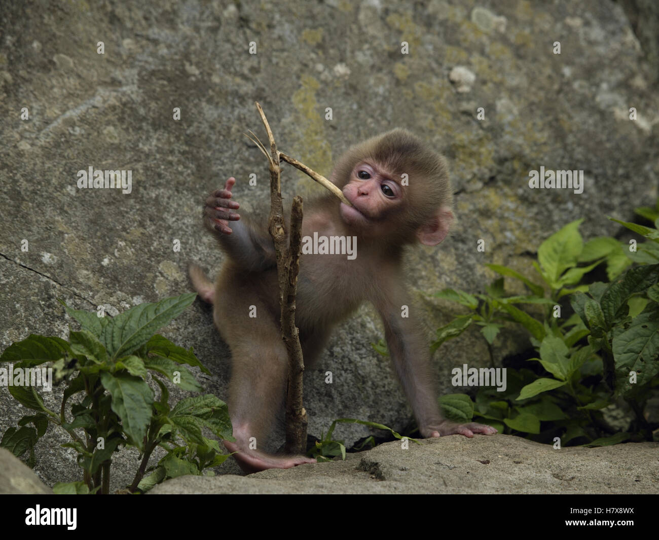 Japanese Macaque (Macaca fuscata) young chewing on twig, Jigokudani ...
