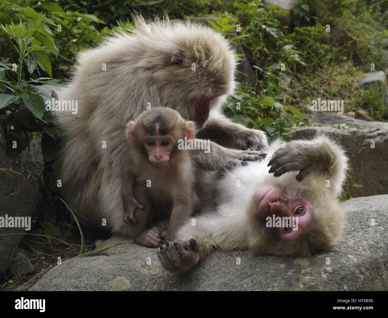 Japanese Macaque (Macaca fuscata) females grooming with young ...
