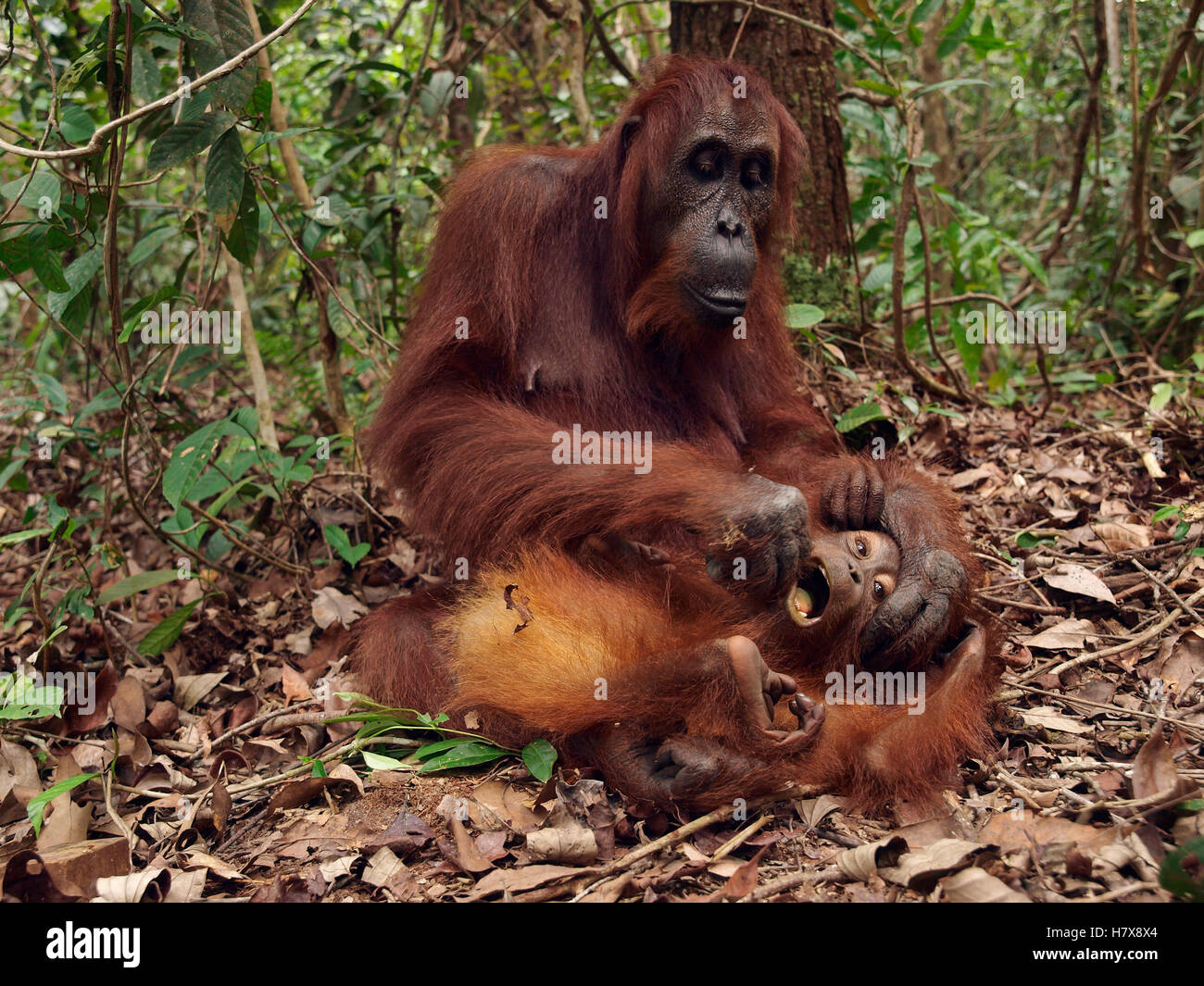 Orangutan (Pongo pygmaeus) mother grooming young on forest floor ...