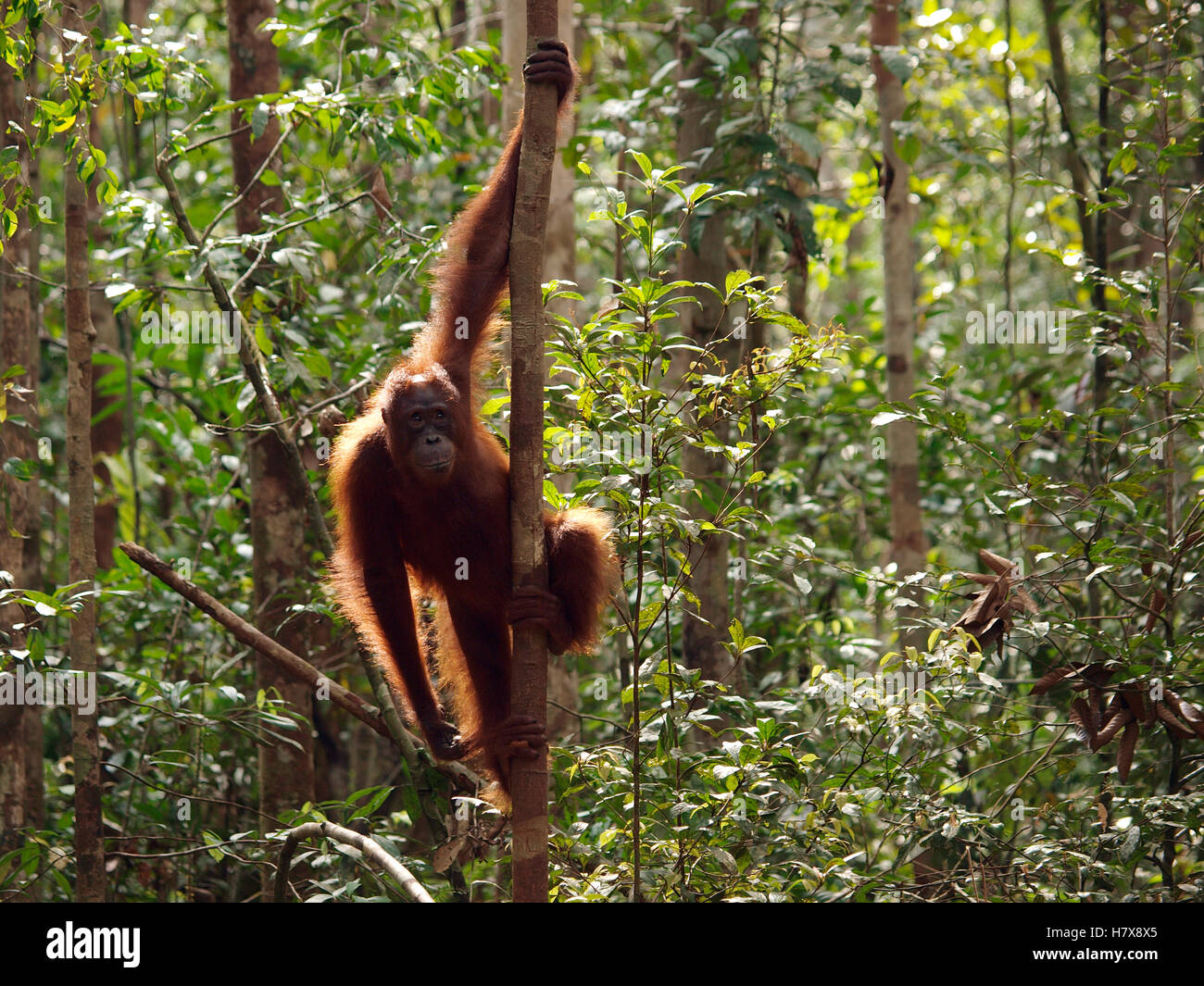 Orangutan (Pongo pygmaeus) in tree, Borneo, Malaysia Stock Photo - Alamy