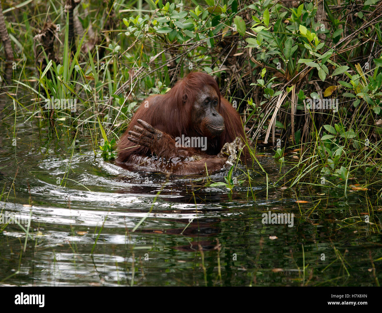 Orangutan (Pongo pygmaeus) in water feeding on plants, Borneo, Malaysia ...
