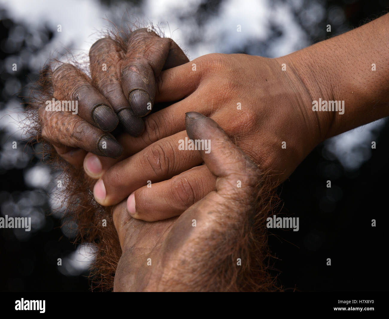 Orangutan (Pongo pygmaeus) holding human hand, Borneo, Malaysia Stock ...