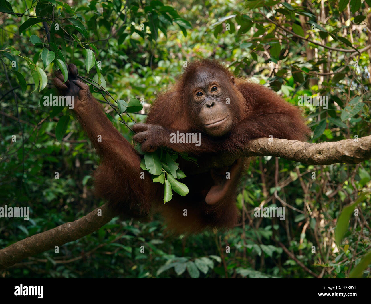 Orangutan (Pongo pygmaeus) resting in tree, Borneo, Malaysia Stock ...