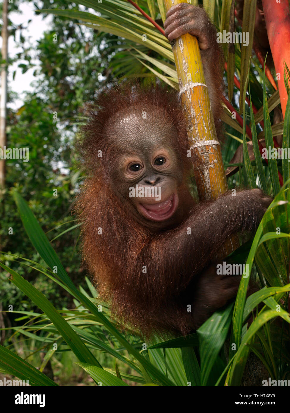 Orangutan (Pongo pygmaeus) young smiling while clinging to bamboo ...