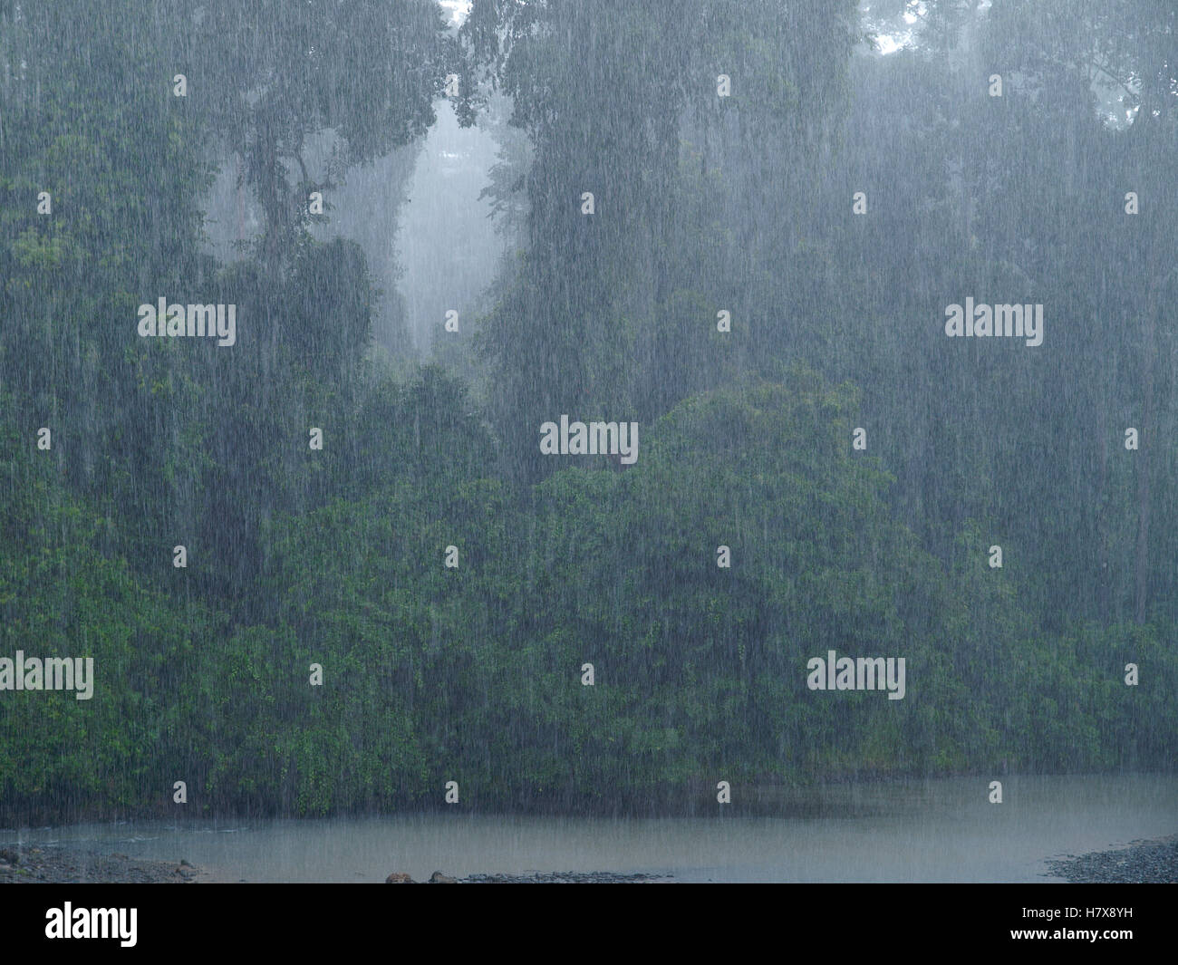 Rain along river in rainforest, Borneo, Malaysia Stock Photo - Alamy