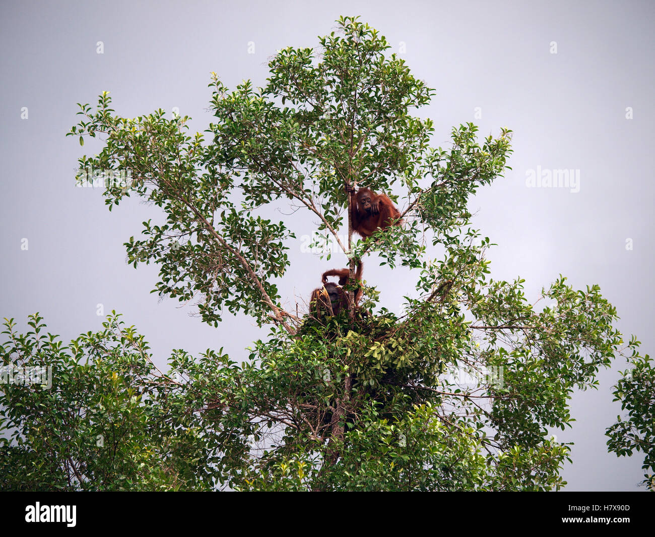 Orangutan (Pongo pygmaeus) building tree nest, Borneo, Malaysia Stock ...