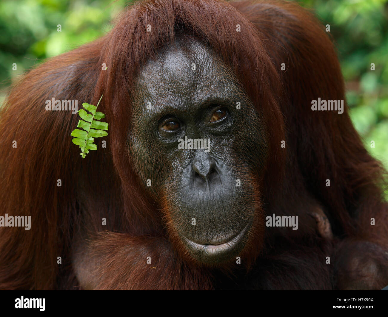 Orangutan (Pongo pygmaeus) female, Borneo, Malaysia Stock Photo - Alamy