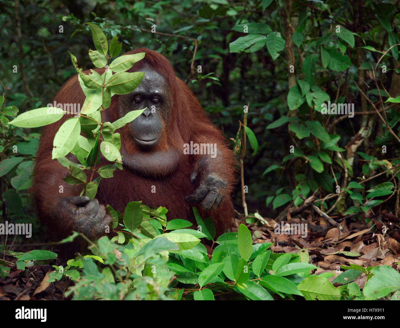 Orangutan (Pongo pygmaeus) building shelter out of branches, Borneo ...