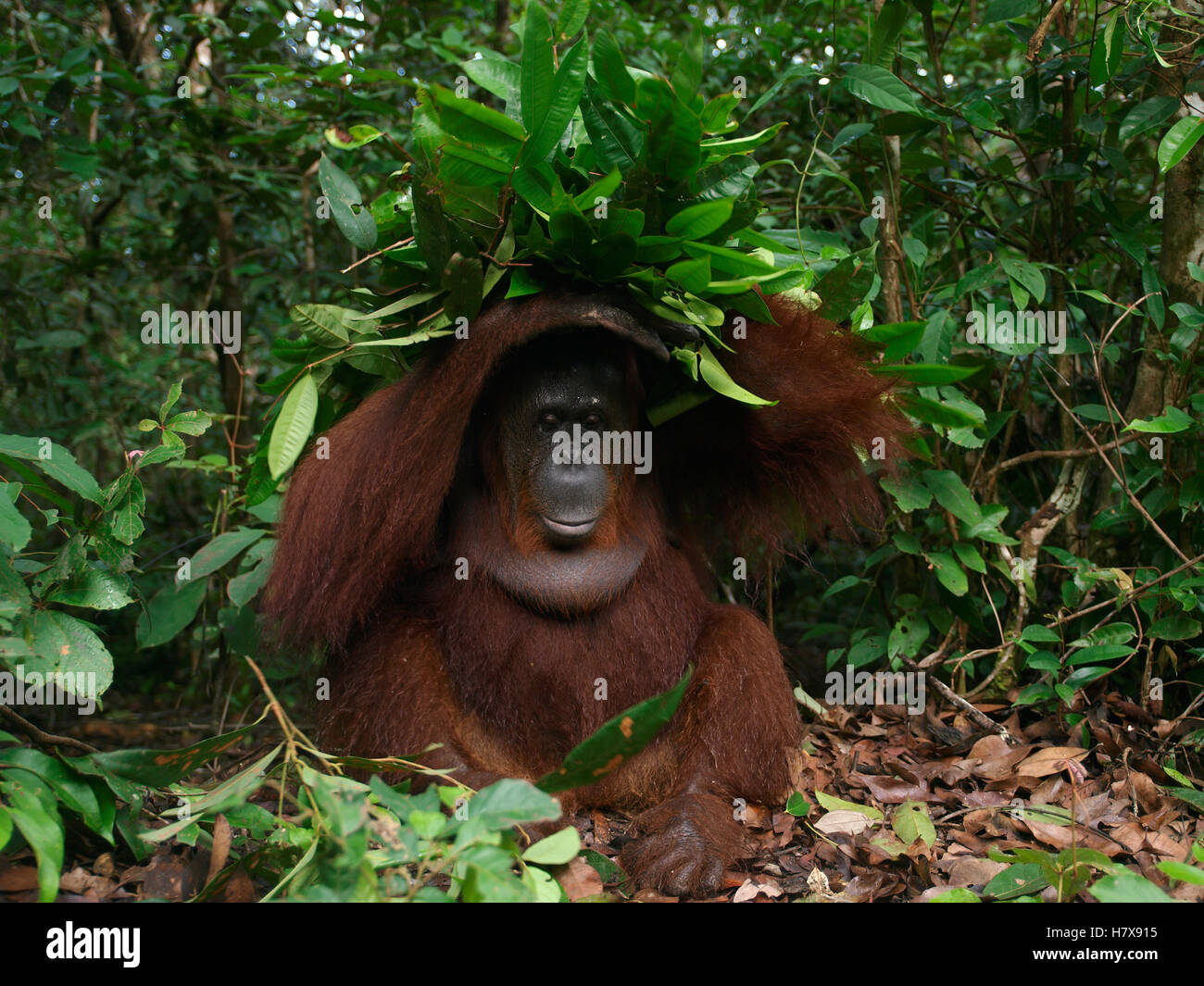 Orangutan (Pongo pygmaeus) building shelter out of branches, Borneo ...