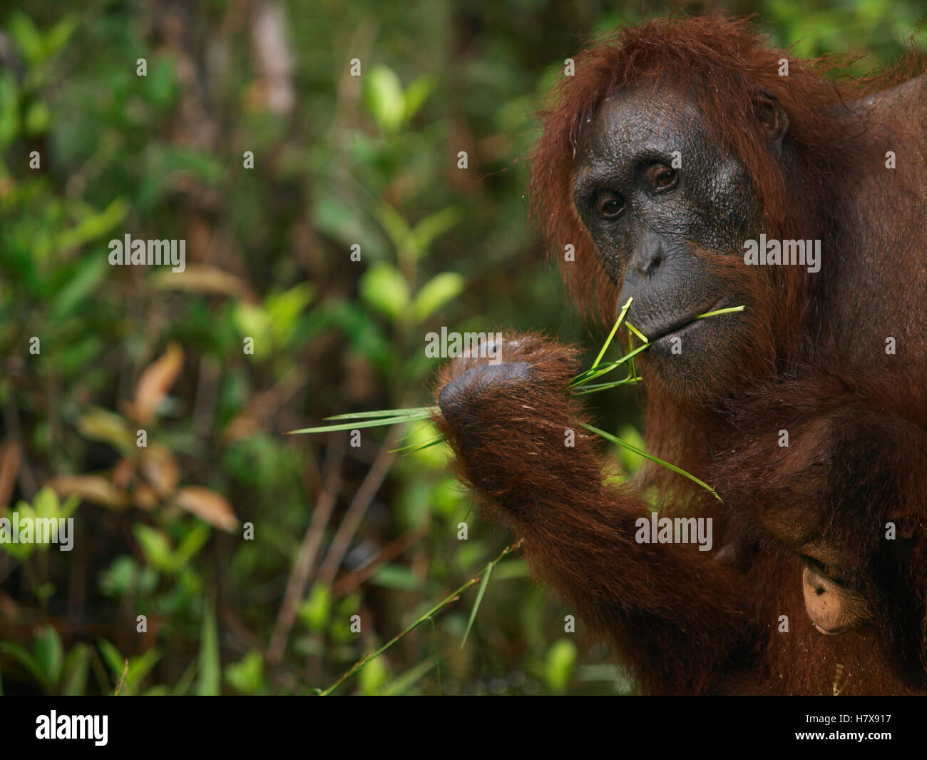 Orangutan (Pongo pygmaeus) female eating grasses, Borneo, Malaysia ...