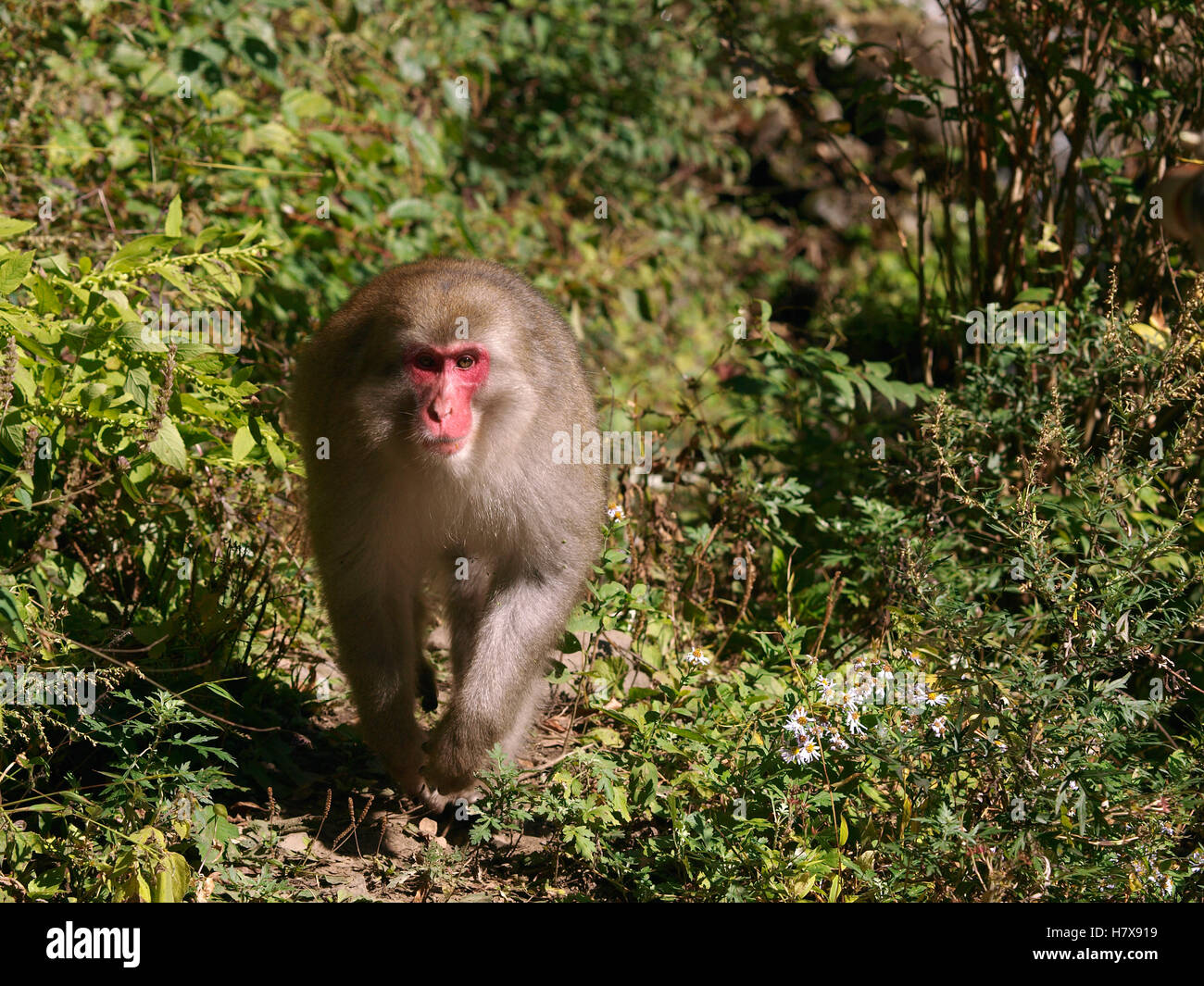 Japanese Macaque (Macaca fuscata) running along path, Jigokudani, Japan ...