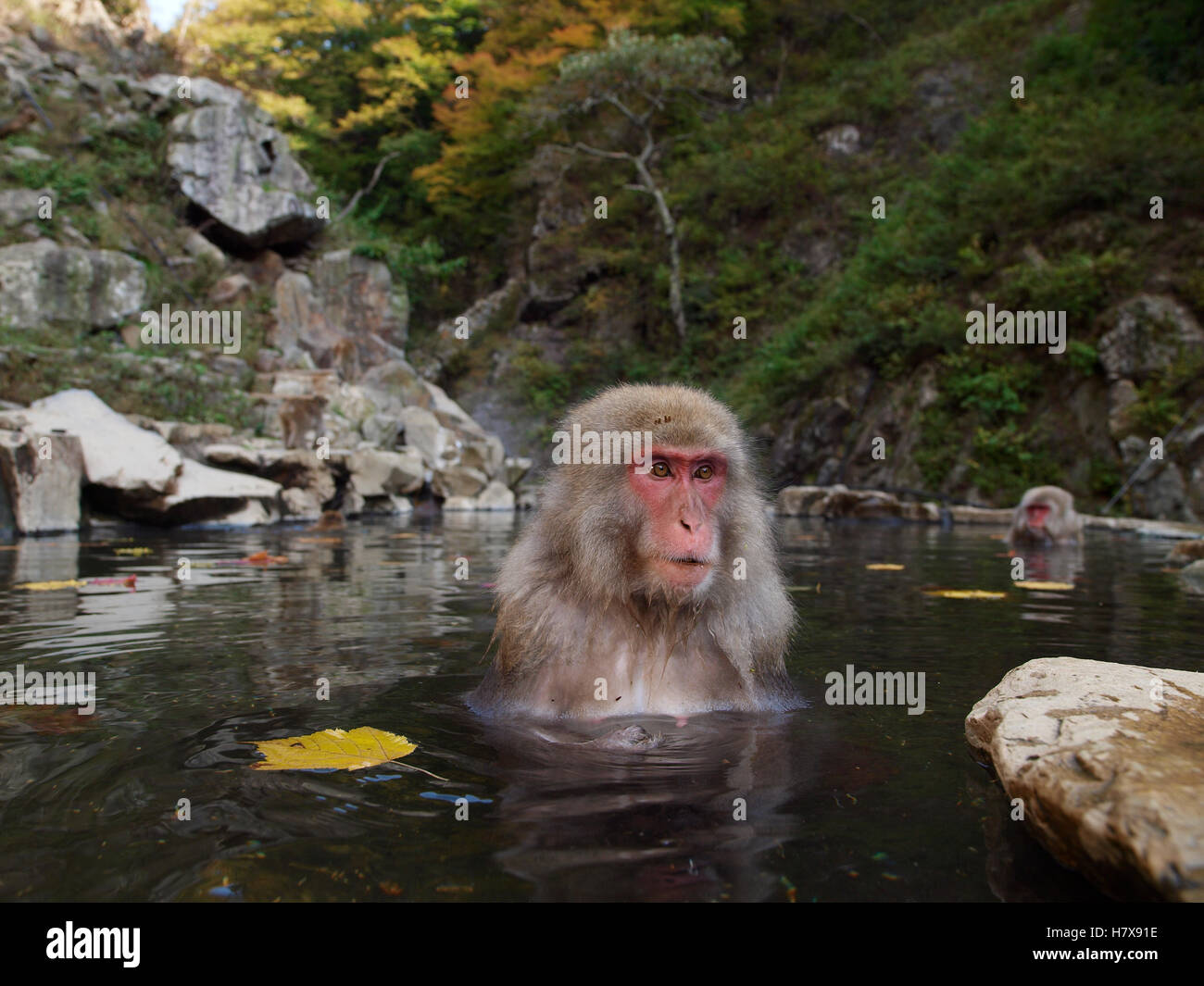 Japanese Macaque (Macaca fuscata) soaking in hot spring, Jigokudani ...