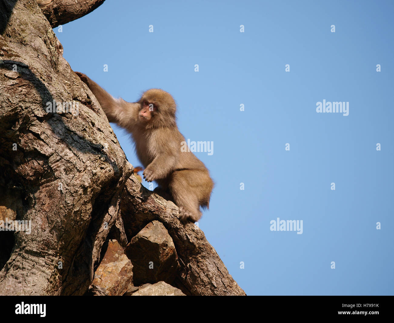 Japanese Macaque (Macaca fuscata) climbing up cliff, Jigokudani, Japan ...