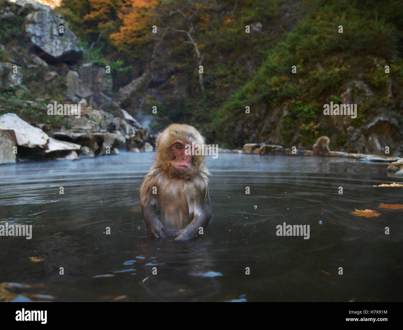 Japanese Macaque (Macaca fuscata) juvenile in hot spring, Jigokudani ...