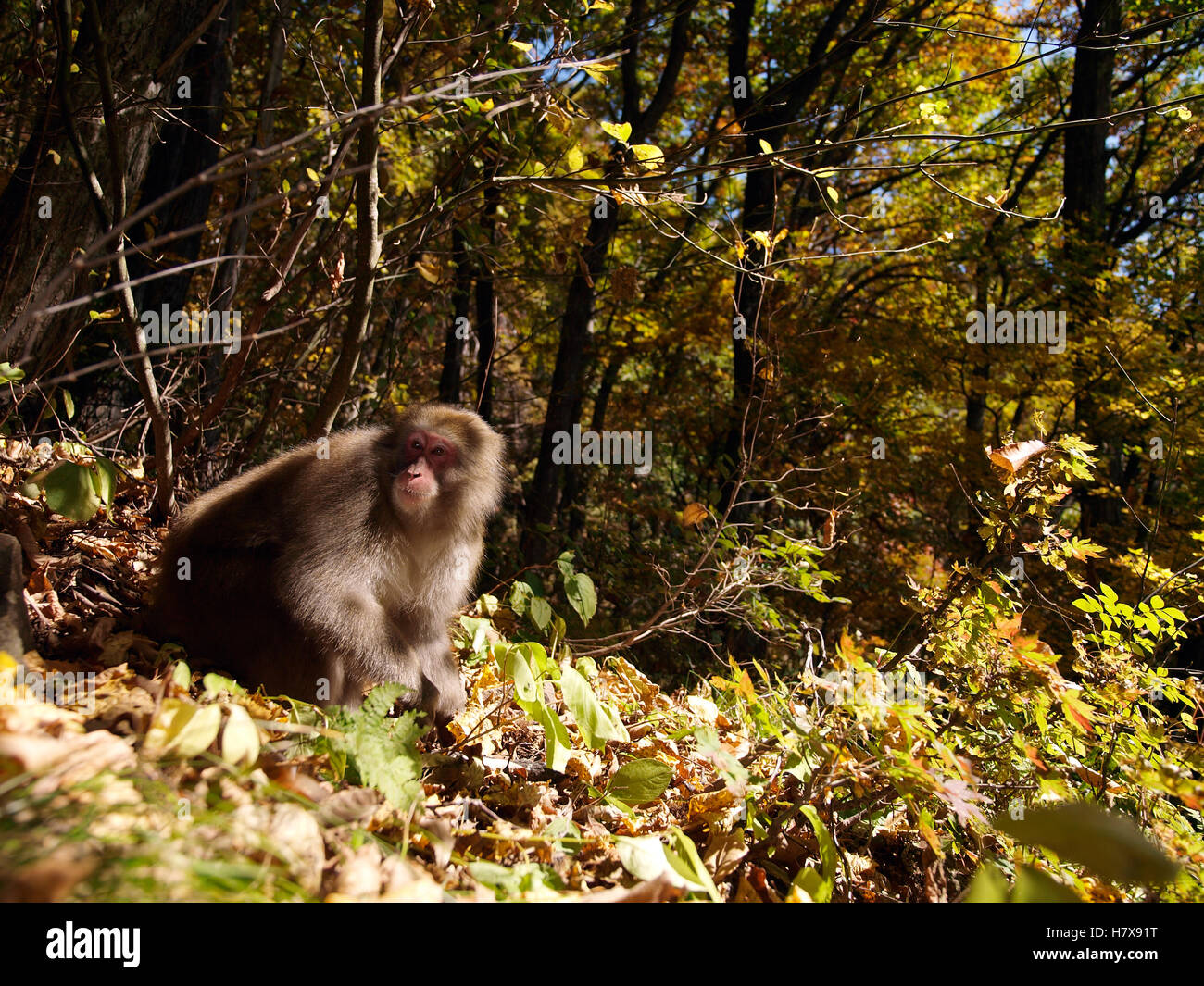 Japanese Macaque (Macaca fuscata) in forest, Jigokudani, Japan Stock ...