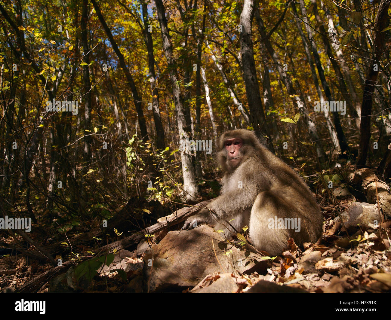 Japanese Macaque (Macaca fuscata) in forest understory, Jigokudani ...
