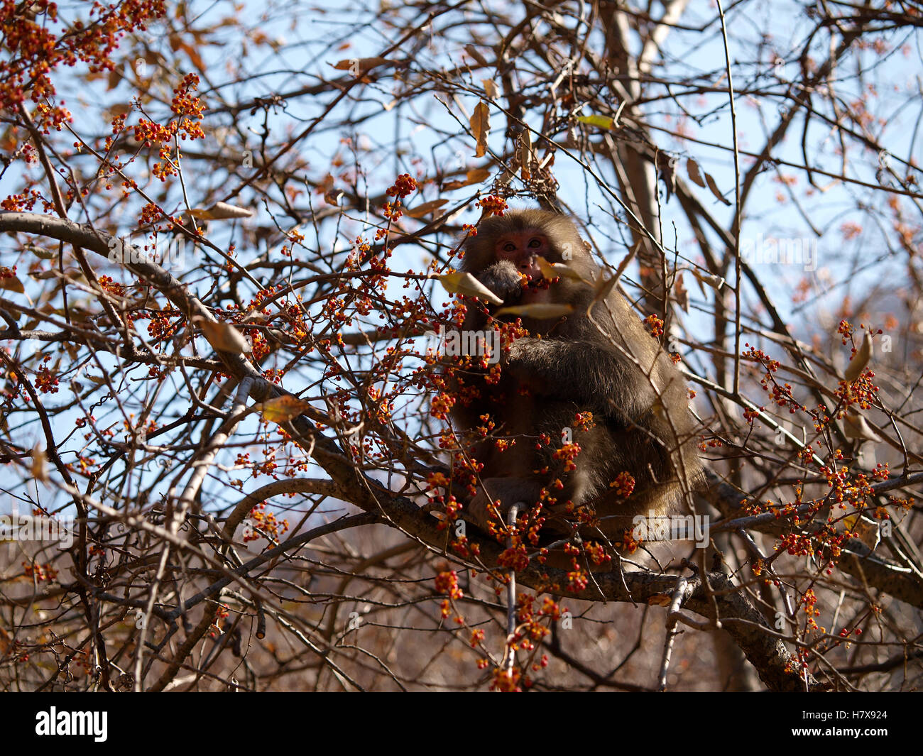 Japanese Macaque (Macaca fuscata) feeding on fruit, Jigokudani, Japan ...