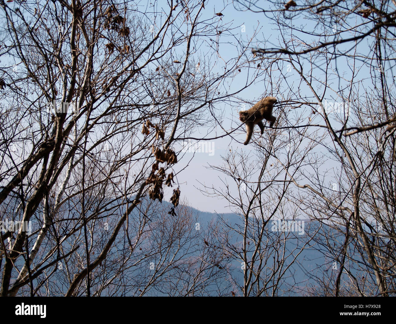 Japanese Macaque (Macaca fuscata) climbing in trees, Jigokudani, Japan ...