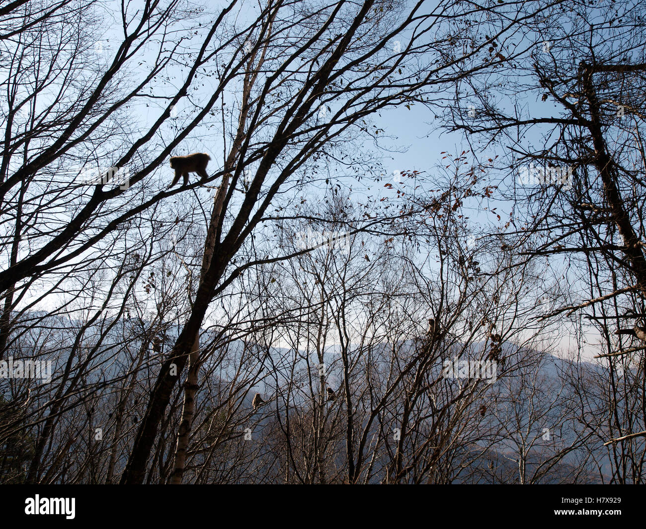 Japanese Macaque (Macaca fuscata) climbing in tree, Jigokudani, Japan ...