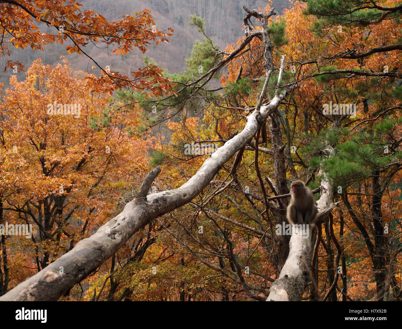 Japanese Macaque (Macaca fuscata) in tree in autumn forest, Jigokudani ...