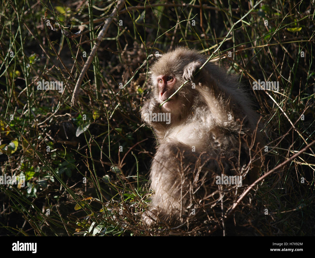 Japanese Macaque (Macaca fuscata) feeding on tree bark, Jigokudani ...