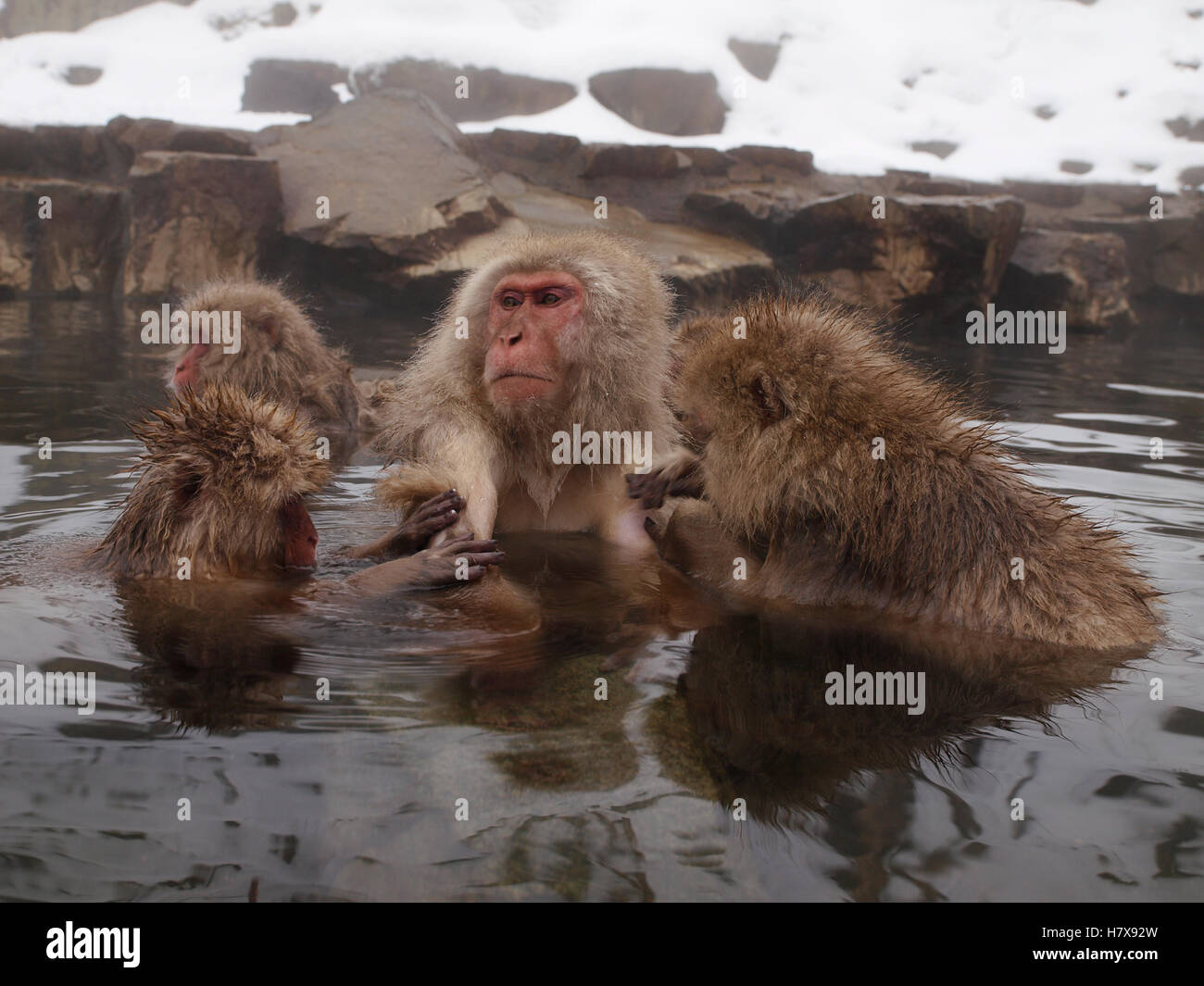 Japanese Macaque (Macaca fuscata) group grooming in hot spring ...