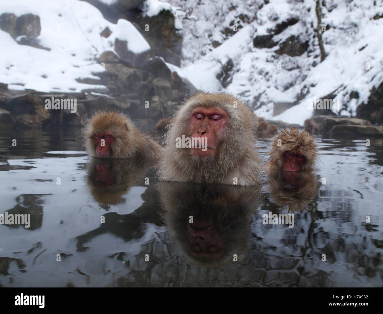 Japanese Macaque (Macaca fuscata) trio soaking in hot spring ...