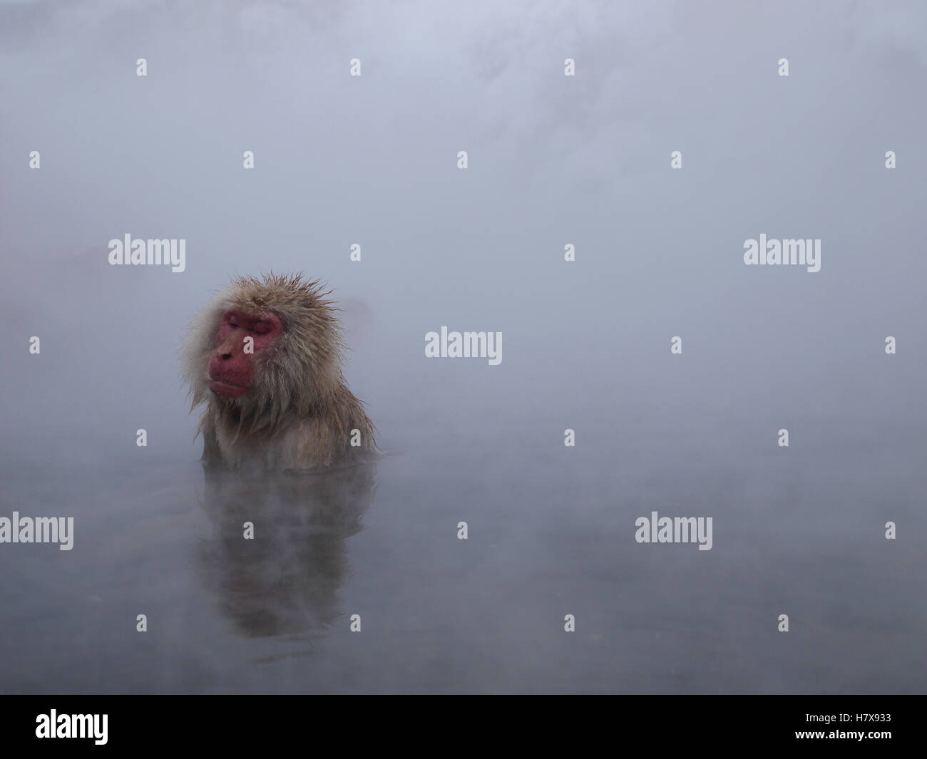 Japanese Macaque (Macaca fuscata) soaking in hot spring, Jigokudani ...
