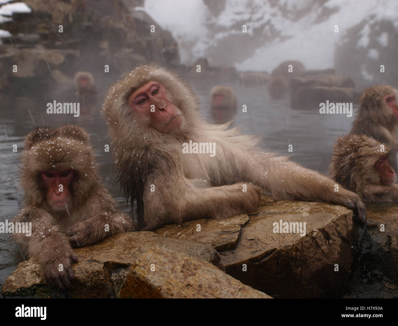 Japanese Macaque (Macaca fuscata) group soaking in hot spring while its ...