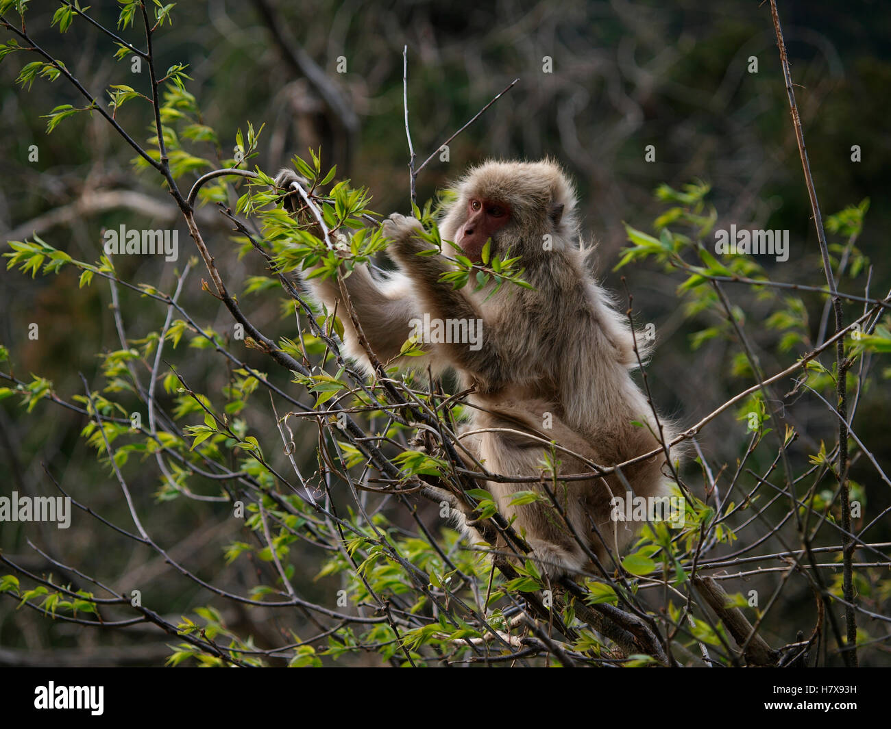 Japanese Macaque (Macaca fuscata) feeding in tree, Jigokudani, Japan ...