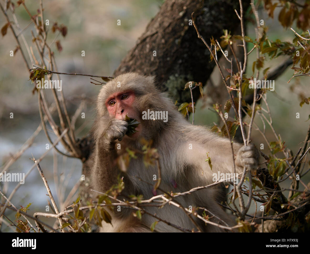 Japanese Macaque (Macaca fuscata) feeding in tree, Jigokudani, Japan ...