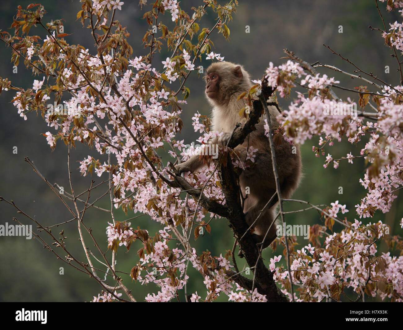 Japanese Macaque (Macaca fuscata) in flowering tree, Jigokudani, Japan ...