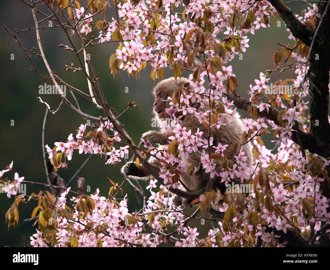 Japanese Macaque (Macaca fuscata) in flowering tree, Jigokudani, Japan ...