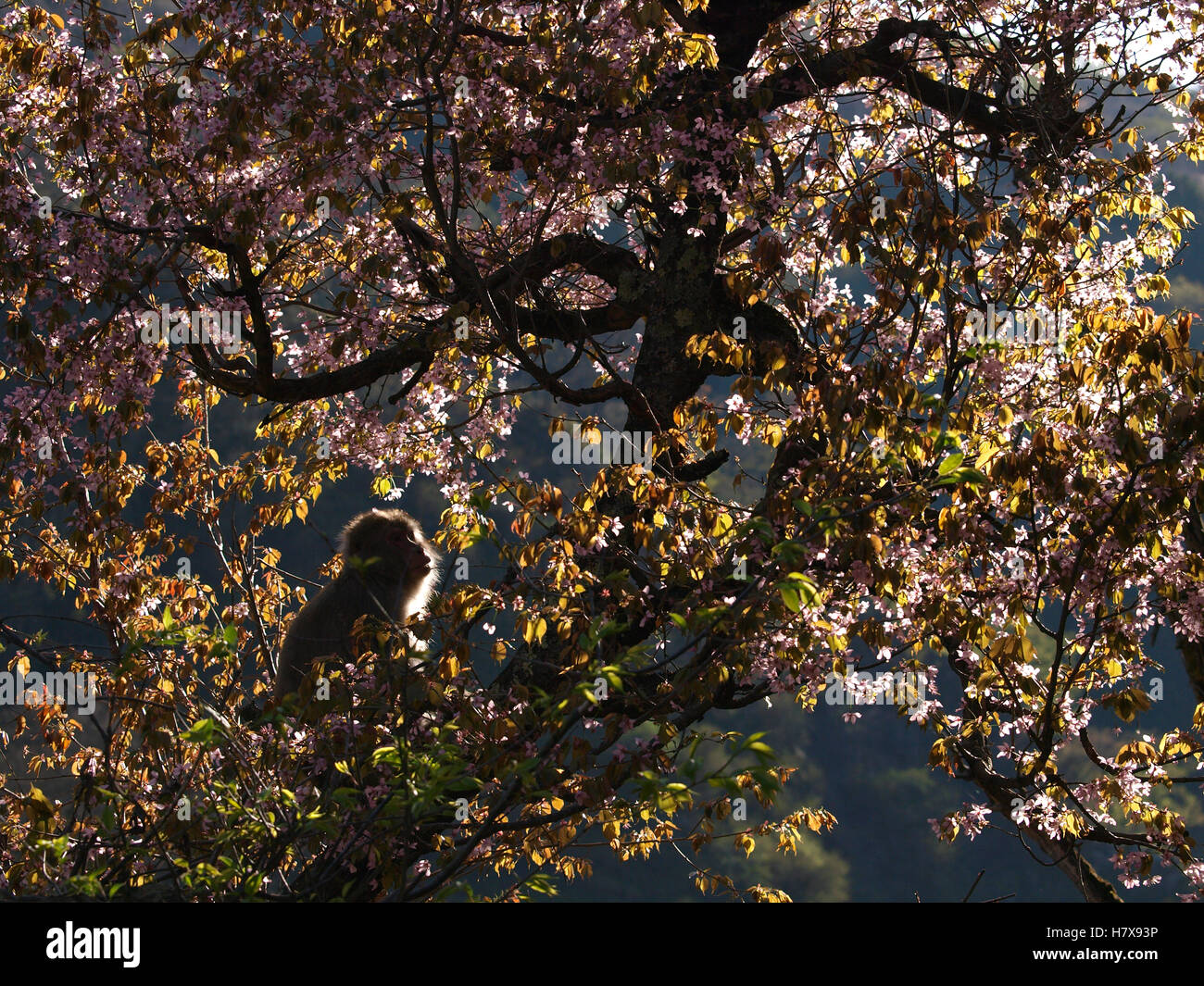 Japanese Macaque (Macaca fuscata) in flowering tree, Jigokudani, Japan ...