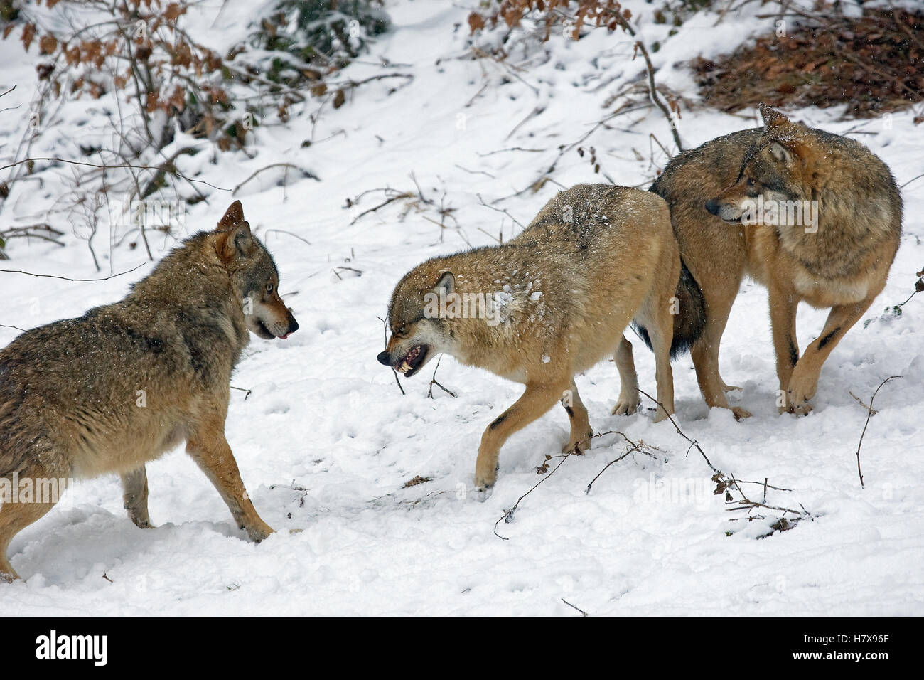 Gray Wolf (Canis lupus) trio showing dominance and aggression, Poland ...