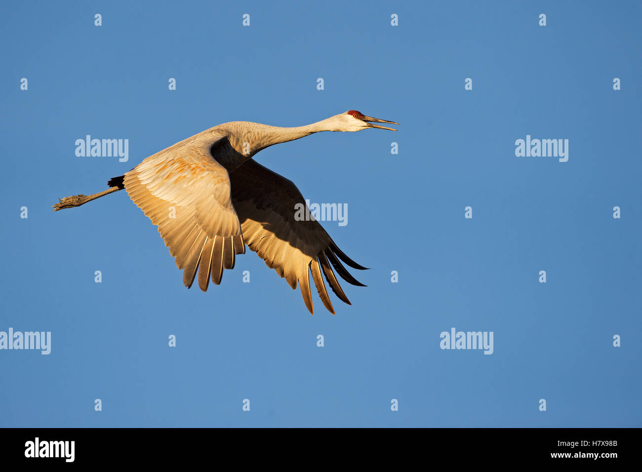 Sandhill Crane (Grus canadensis) flying, Bosque del Apache National ...