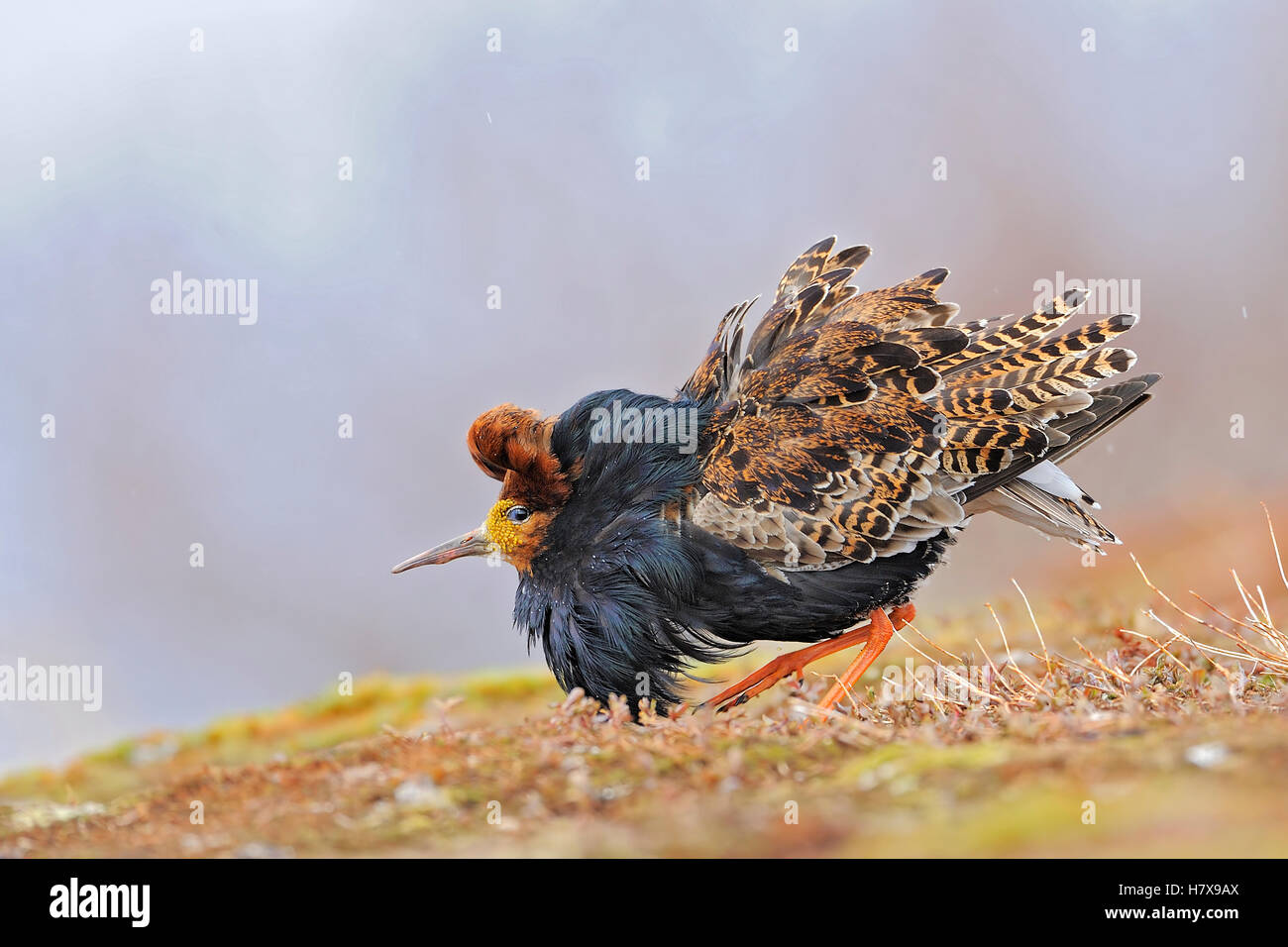 Ruff (Philomachus pugnax) male displaying at lek, Varanger, Norway ...