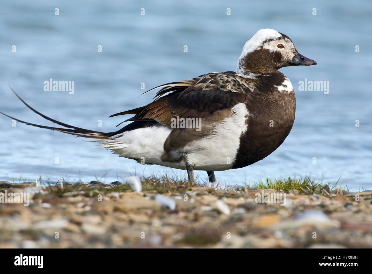 Long-tailed Duck (Clangula hyemalis) molting, Svalbard, Norway Stock ...