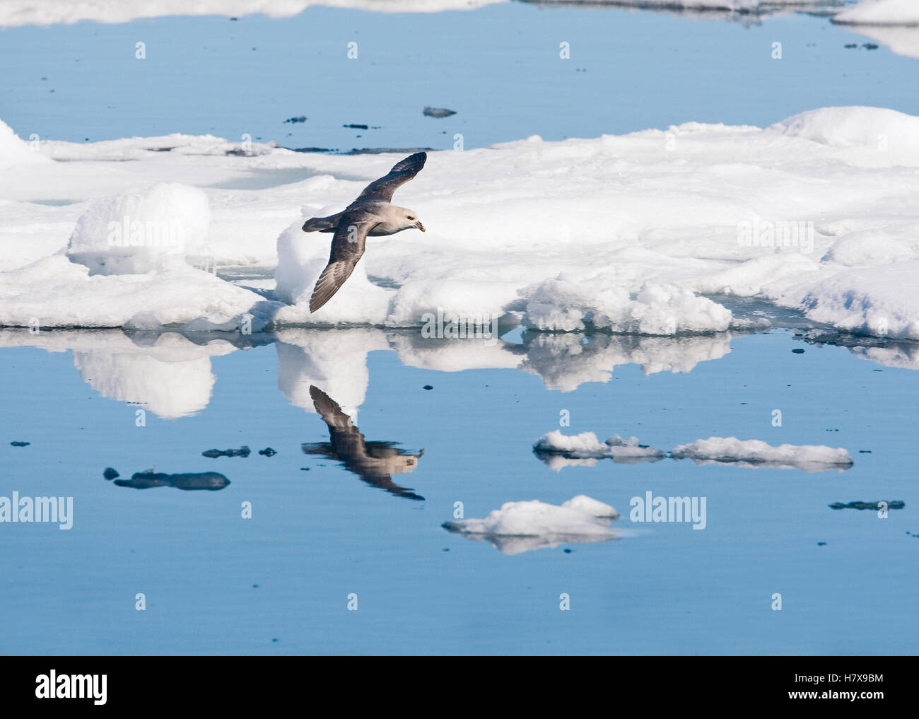 Northern Fulmar (Fulmarus glacialis) flying, Svalbard, Norway Stock ...