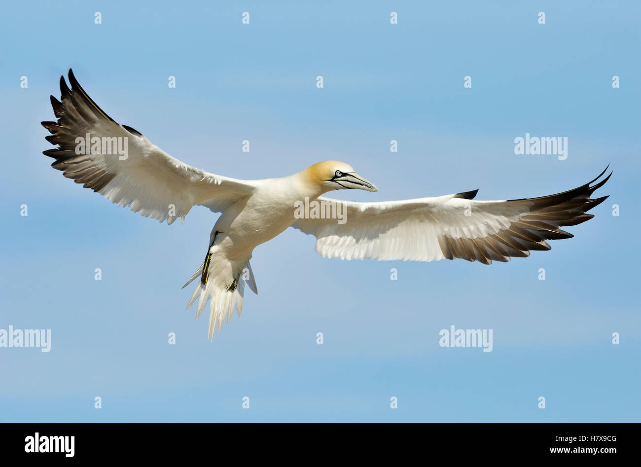 Northern Gannet (Morus bassanus) landing, Saltee Islands, Ireland Stock Photo - Alamy