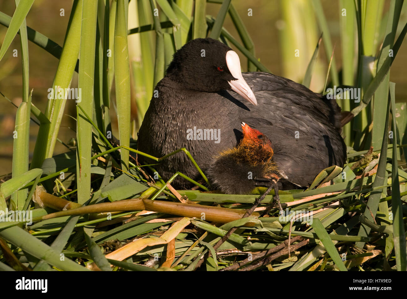 Coot (Fulica atra) parent with chick on nest, Leeuwarden, Friesland ...