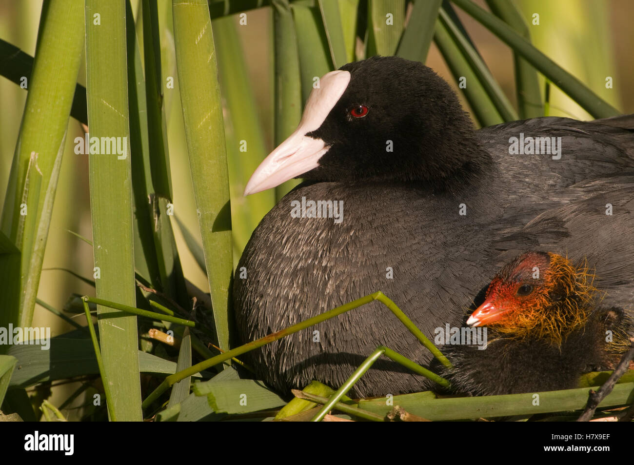 Coot (Fulica atra) parent with chick on nest, Leeuwarden, Friesland ...