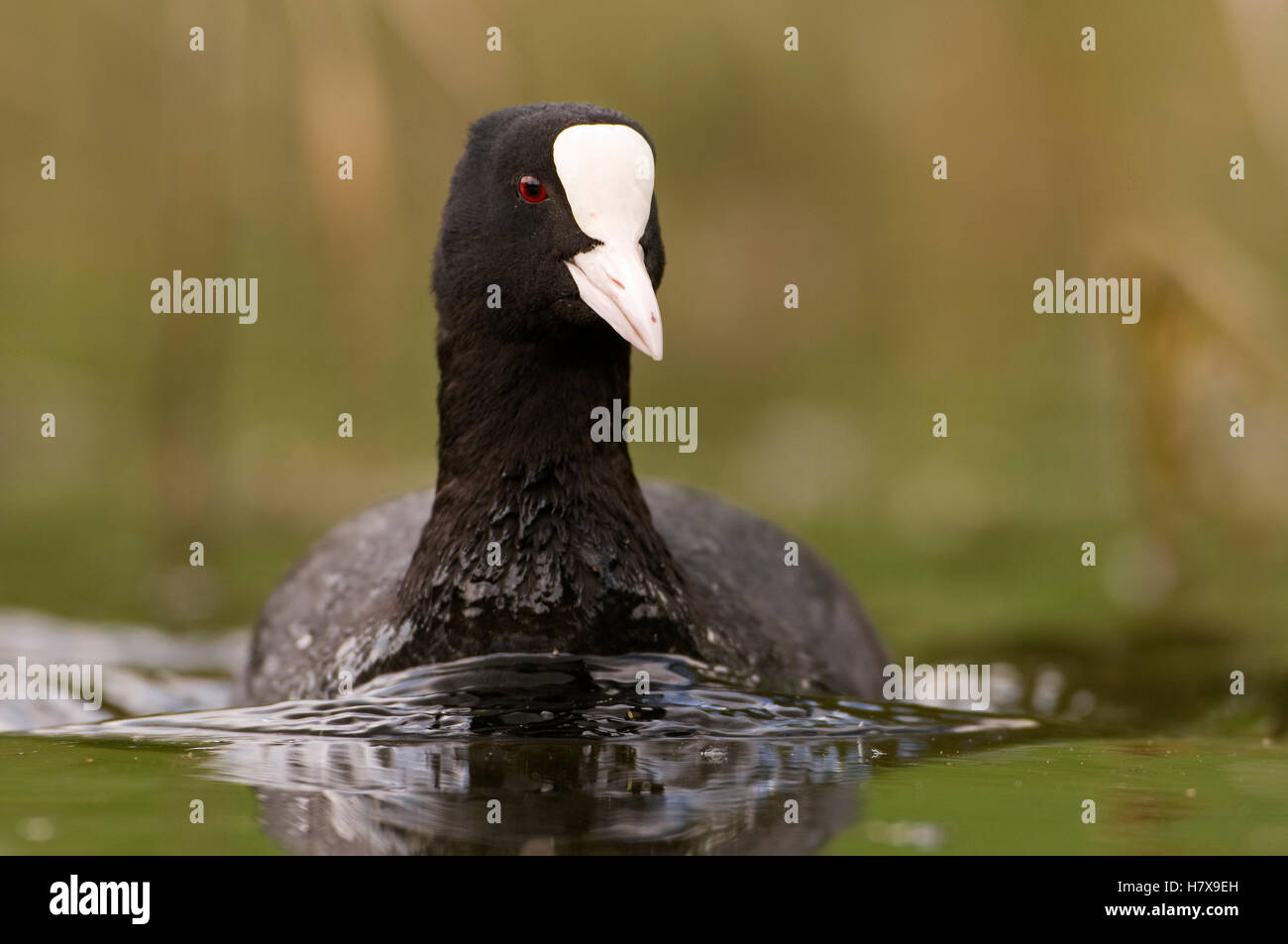 Coot (Fulica atra) swimming, Leeuwarden, Friesland, Netherlands Stock ...